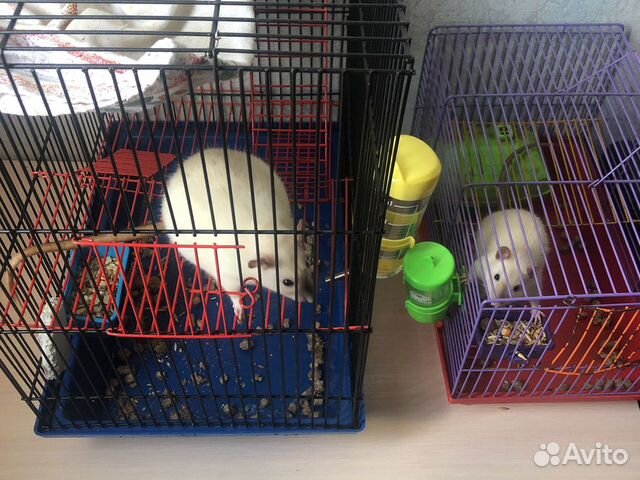 Крыса с клеткой