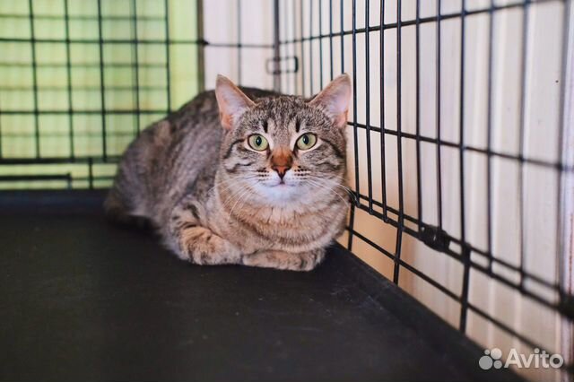 Мини тигрёнок добрая кошечка 8 мес