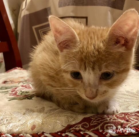 Рыжий котенок девочка в добрые руки