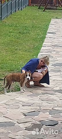 Продается щенок амстаффа 4 мес