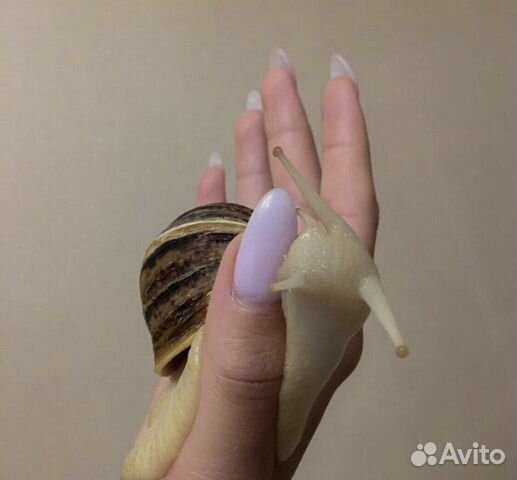 Улитки ахатины альбиносы