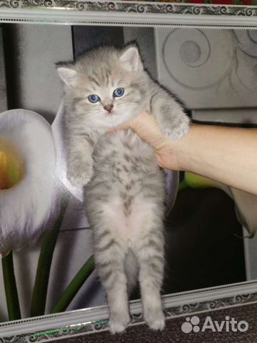 Шотландские плюшевые котята