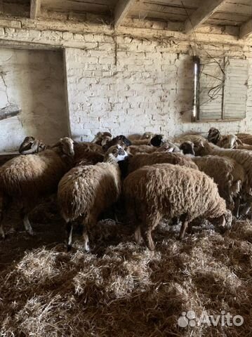 Бараны на мясо