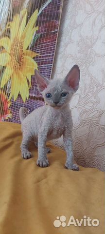 Котята девон-рекс