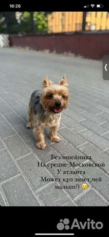 Найдена собака