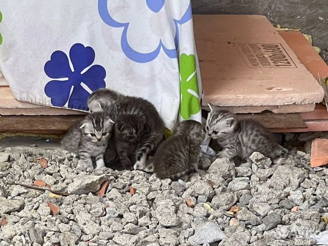 Котята британские