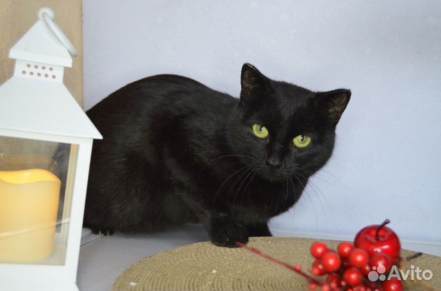 Отдам молодую черную кошечку