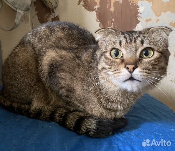 Котенок ищет своих мам и пап