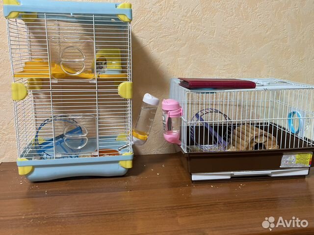 Хомяки в хорошие руки