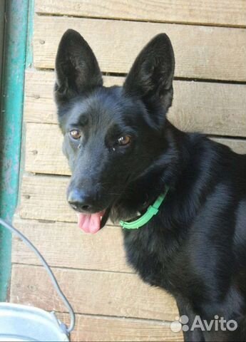 Собачке очень плохо в клетке