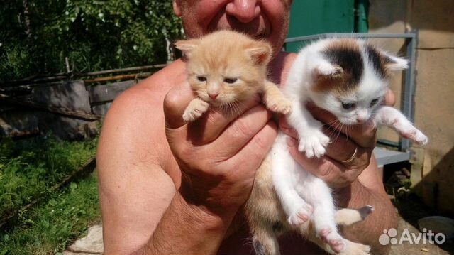 Просим помощи