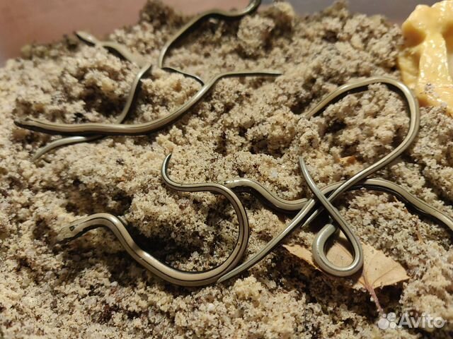 Веретеница ломкая