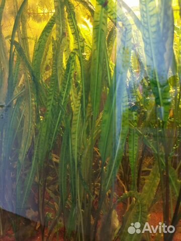 Криптокорина балансе