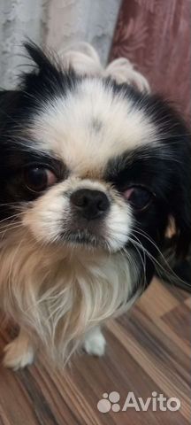 Японский хин вязка