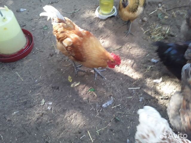 Петухи породистые