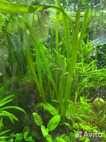 Широколистная валиснерия