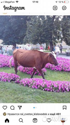 Корова