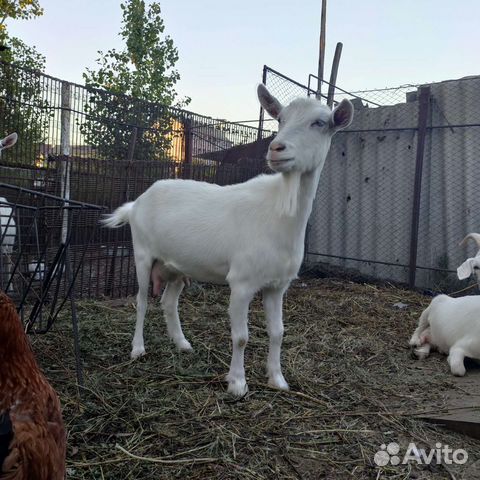 Зааненская коза