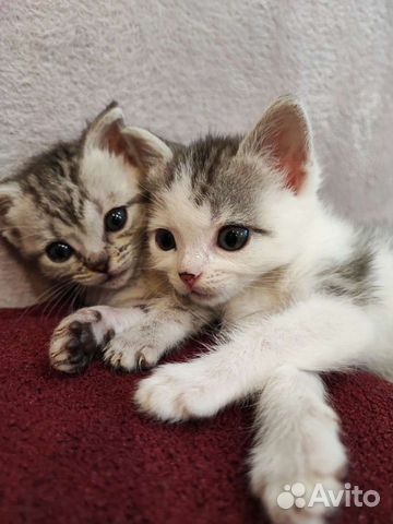 Котята в добрые руки