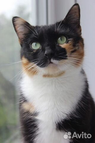 Мика - трёхцветное счастье в дом