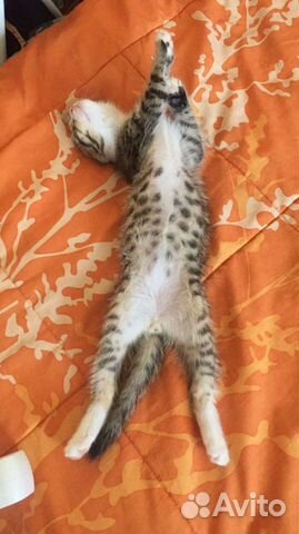 Потерялся котенок