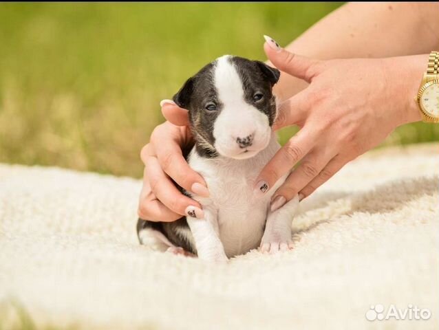 Миниатюрный бультерьер