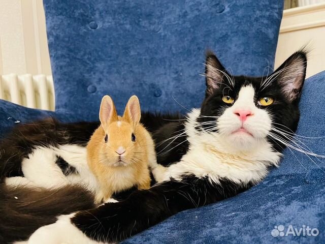 Кролики мини милашки