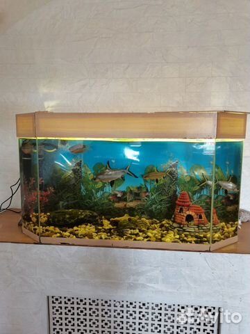 Аквариумные рыбки с аквариумом