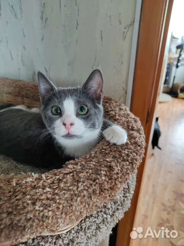 Котенок Пашка 4 месяца