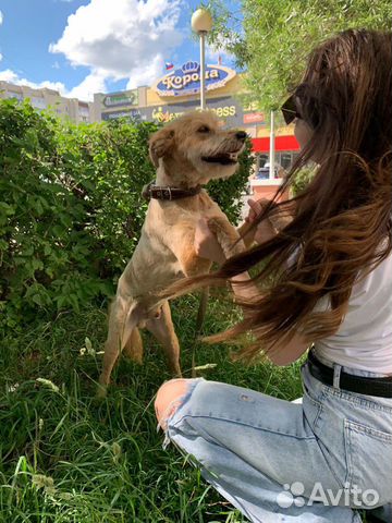 Солнечный рыжик