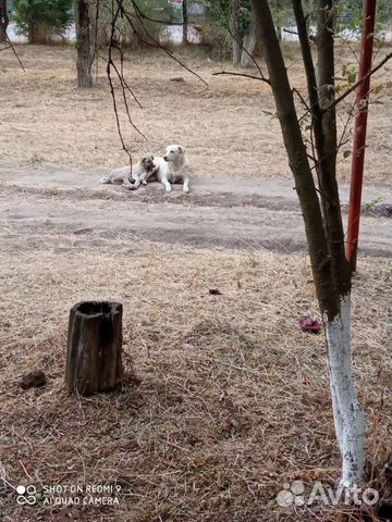 Щенок крупной породы