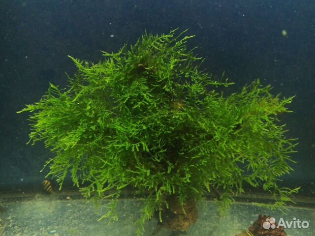 Мох крисмас