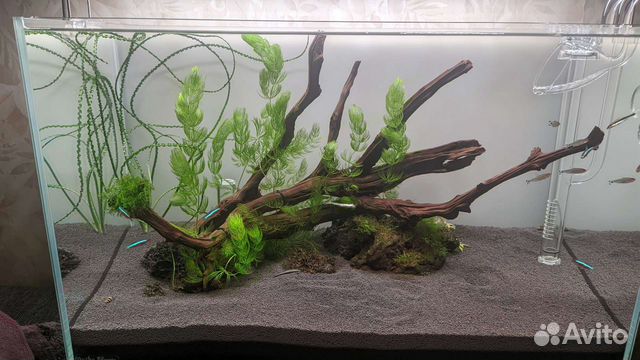 Роголистник, валенсерия, кусочки мха