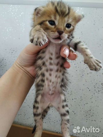 Веселые бенгалята. Бенгалы