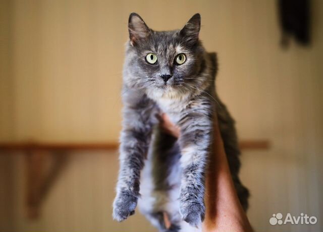 Плюшевая, ласковая, молодая кошечка