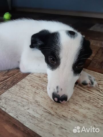 Щенок в добрые руки