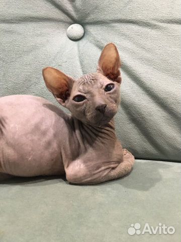 Канадский сфинкс котенок