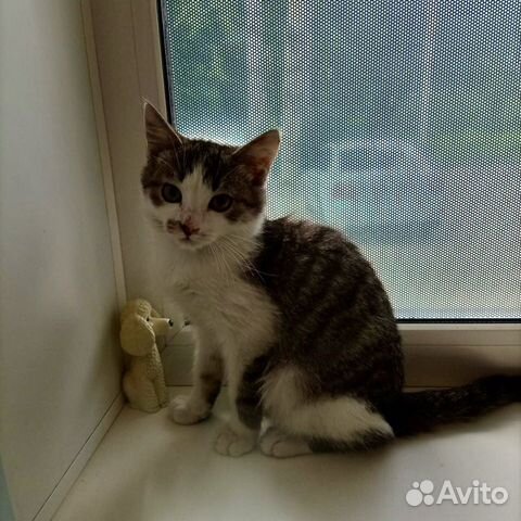 Котенок с веснушками в добрые руки дар бесплатно