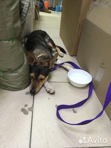 Найдена сабака