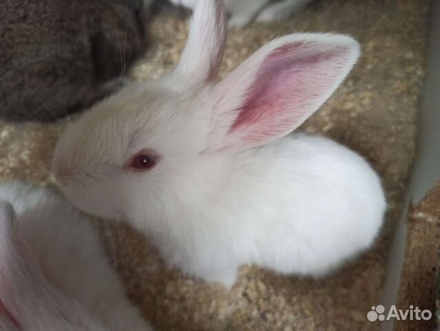 Кролики великаны