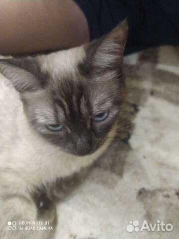 Тайские котята