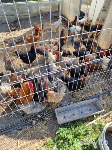 Куры молодки