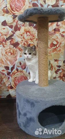 Кот скоттиш страйт