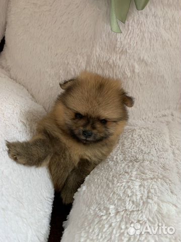 Карликовый померанский шпиц