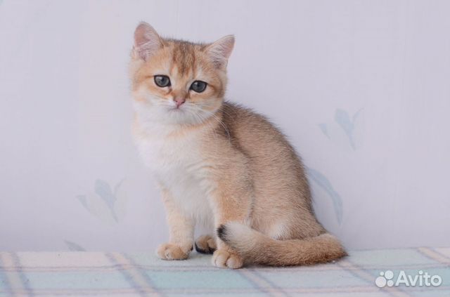 Золотые британские котята