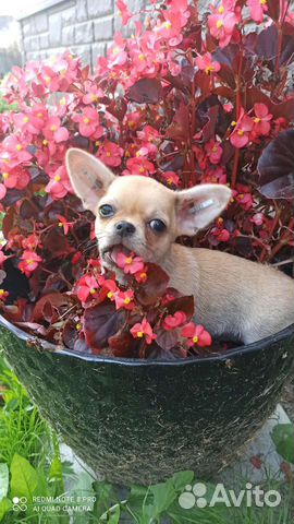 Щенки чихуахуа