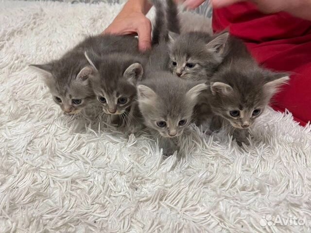 Котята в добрые руки