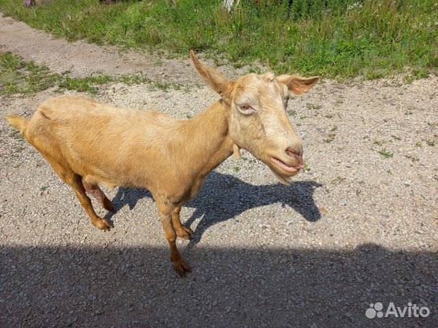 Коза дойная альпийская