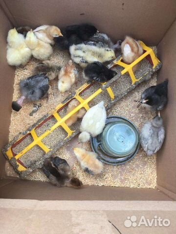 Суточные цыплята несушки