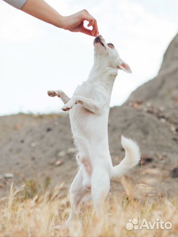 Вязка кобель чихуахуа